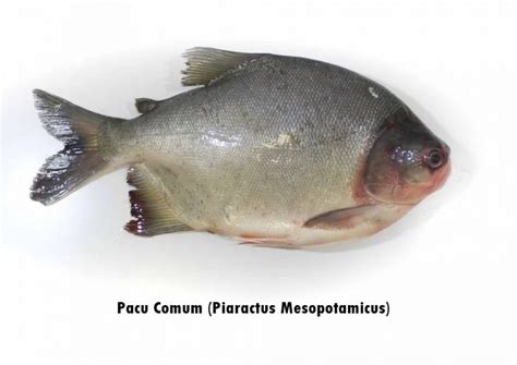 9 Tipos de pacu alimentação habitat tipos de iscas e informações
