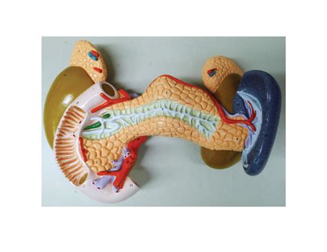 Ahs132 Spleen Model Diagram Quizlet