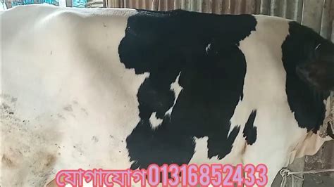 খুব ভালো মানের একটা ফ্রিজিয়ান গরু বয়স ৬ দাঁত নয় মাস পেগনেট Youtube