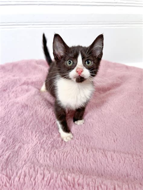 Adopt Patch Today Find Paw Pal