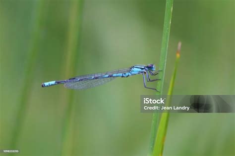 그린에 대 한 풀 잎에 달라 붙는 블루 Damselfly 근접 촬영 배경 흐리게 0명에 대한 스톡 사진 및 기타 이미지 0명
