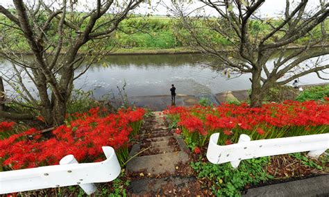 茨城県の彼岸花群生地の名所おすすめスポット茨城VRツアー