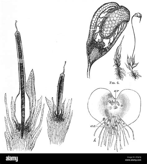 Reproductive Organs Of Fern Stock Photo Alamy