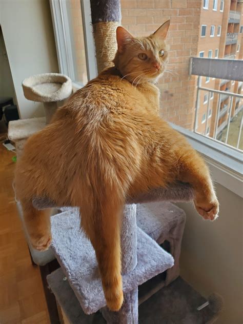 Splooty Booty Rcats