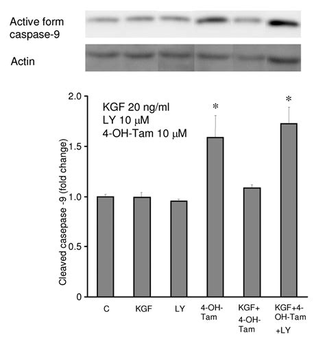 Keratinocyte Growth Factor Kgf Regulates Estrogen Receptor α Er α Expression And Cell