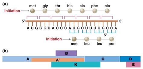Genetics Chapter 13 Flashcards Quizlet