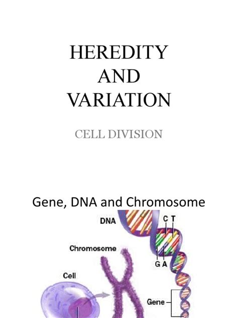Heredity And Variation Cell Division Pdf Mitosis Meiosis