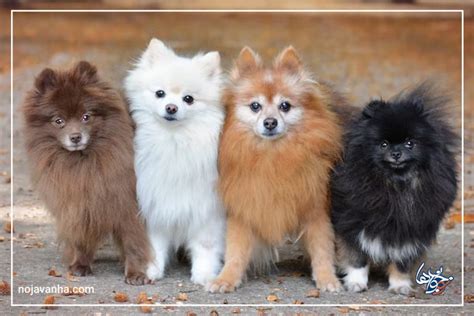 30 عکس سگ پامر در گونه‌ها، رنگ‌ها مختلف 🐶