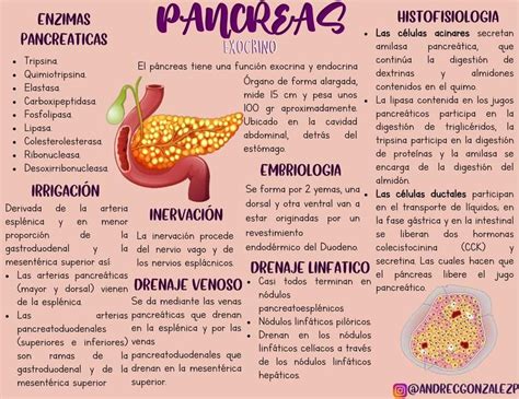 Pancreas Exocrino Udocz Cosas De Enfermeria Endocrina Notas De