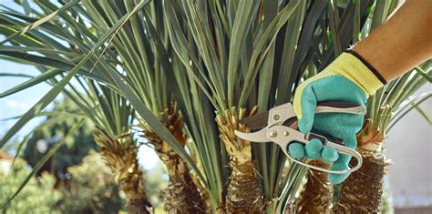 How To Trim Tall Palm Trees On Your Property