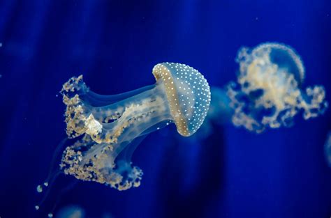 Wallpaper Blue Underwater Coral Jellyfish Reef Macro Photography Invertebrate Marine