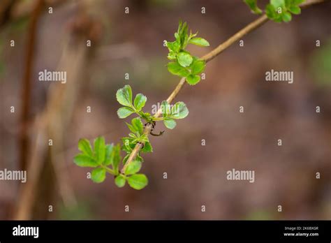 Single Twig With Small Green Leaves Stock Photo Alamy
