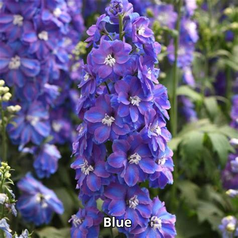Delphinium Guardian Mix Ball Chile