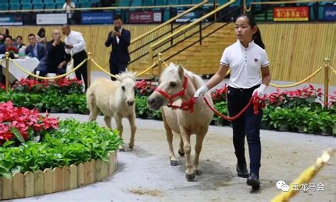 马匹拍卖的脉搏！121匹马参拍的“2022玉龙春季拍卖会”即将开槌1赛马网第一赛马网