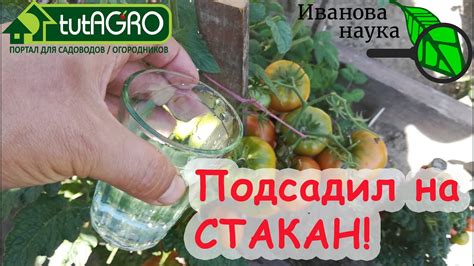 НЕ ДАЙТЕ ОГОРОДУ ЗАСОХНУТЬ От засухи поможет СТАКАН Используем