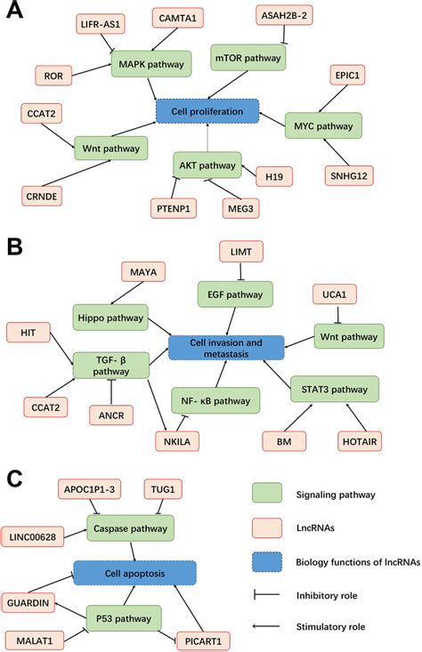Regulatory Long Noncoding Rnas Lncrnas In The Pathogenesis Of Breast Download Scientific