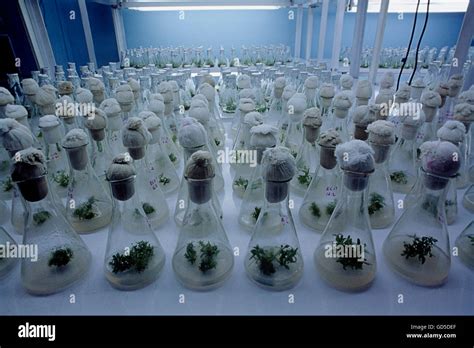 Plant Tissue Culture Laboratory