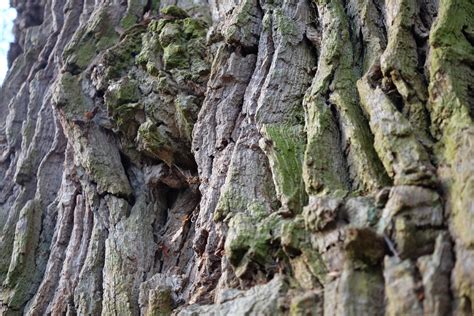 Darmowe Zdjęcia : drzewo, Natura, las, skała, kwiat, bagażnik ...