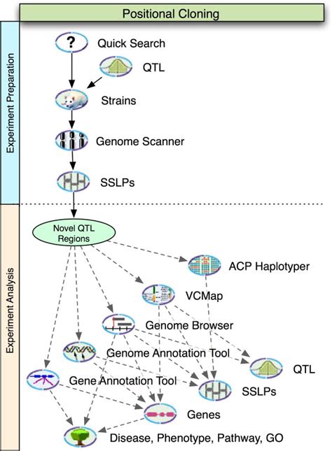 Strategies For Using Rgd In Support Of Positional Cloning Experiments Download Scientific