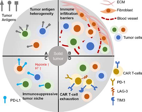 Frontiers Enhancing Car T Cell Therapies Against Solid Tumors