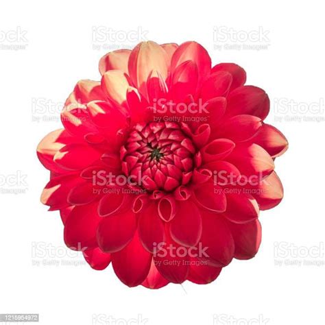 Photo Libre De Droit De Belle Série De Fleurs Jaune Rouge Dahlia Rose