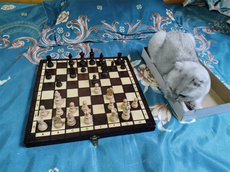 Cats Gambit Accepted Rchessmemes
