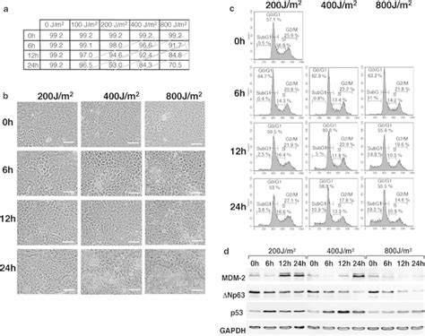 Dose And Time Dependent Effects Of A Single Uvb Irradiation On Normal