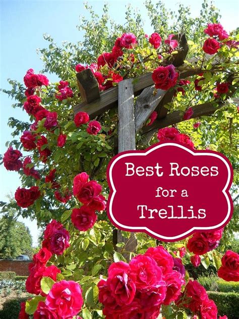Best Roses To Use In An Archway Or Trellis Mom Foodie