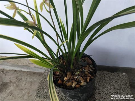 建兰铁骨锦旗特点 建兰锦旗的特点 铁骨锦旗兰花 大山谷图库