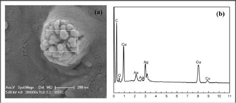 Figure 2 From Sonochemical Synthesis Of Sea Island” Structure Silverpolyaniline Nanocomposites