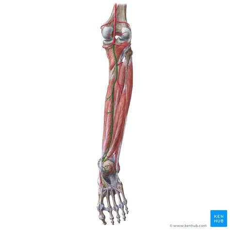 Posterior Tibial Artery Anatomy Branches Supply Kenhub