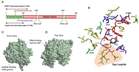 Structure Of Tdp1 A Domain Structure Of Human Tdp1 Sites Shown In