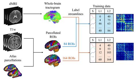 Deepmulticonnectome Deep Multi Task Prediction Of Structural