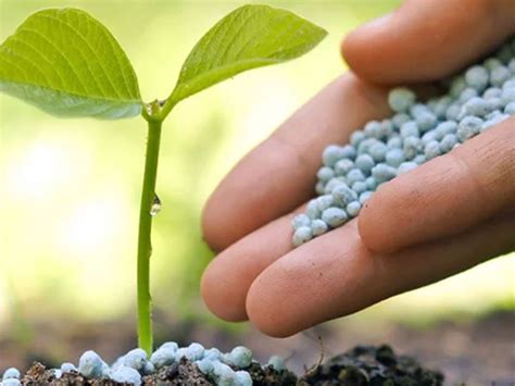 Chinese Fertiliser Probe Delayed Ceylon Today