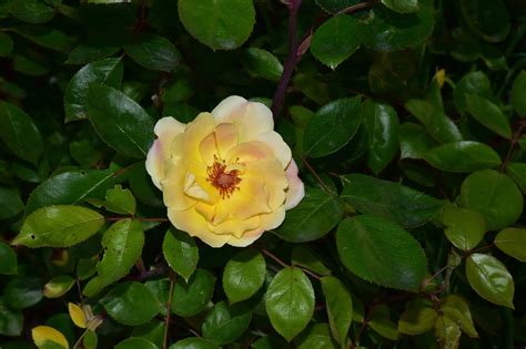 Rose Bunga Foto Gratis Di Pixabay Pixabay