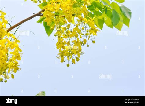 Golden Shower Cassia Fistula Or Pudding Pipe Tree Or Yellow Flower