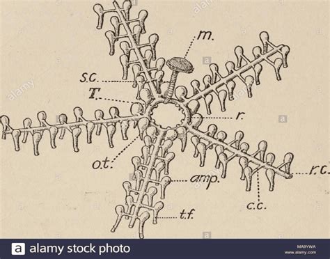 Phylum Echinoderma Water Vascular System Quiz