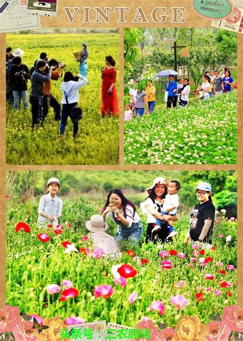 農民種了很多鮮花，卻從來不賣，但是靠種花卻年收入幾十萬元 每日頭條