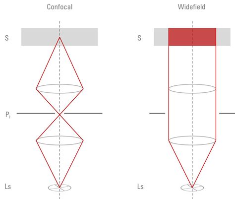 Introduction To Widefield Microscopy Learn And Share Leica Microsystems