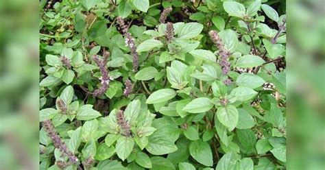 Tulsi Ke Patte Ko Todne Ke Upay Remedy For Plucking Tulsi Leaves In