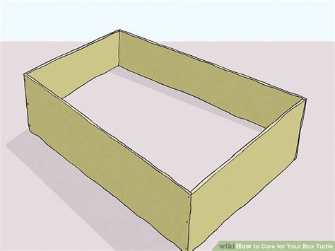 How To Care For Your Box Turtle Steps With Pictures