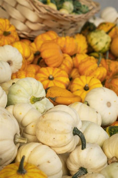 가을 가을 야채 가을 장식 과즙 날 것 노란색 녹색 농산물 시장 농업 농업 전시 다양한 종류의 스쿼시 단풍 러스틱 바이 컬러 사마귀가 있는 수확