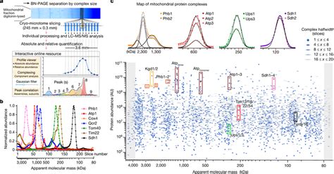 High Resolution Complexome Profiling Of Mitochondria Using Improved Download Scientific Diagram