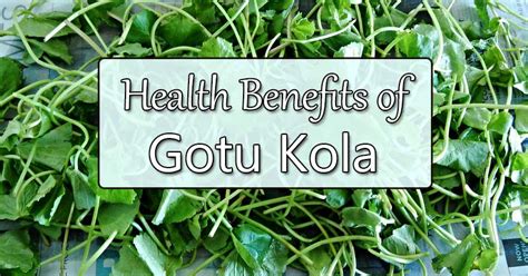Health Benefits Of Gotu Kola As Backed By Science Superfood Journal