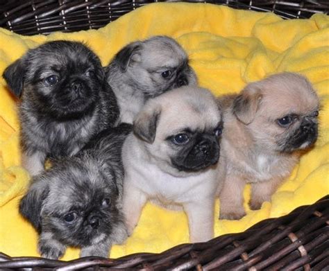 Pug And Shih Tzu Pug Zu Pug Mixed Breeds Pug Zu Cute Puppies Dogs