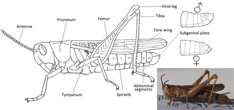 Grasshopper Digestive System Diagram