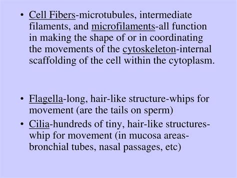 PPT EUKARYOTIC CELL ORGANELLES AND STRUCTURES PowerPoint Presentation ID