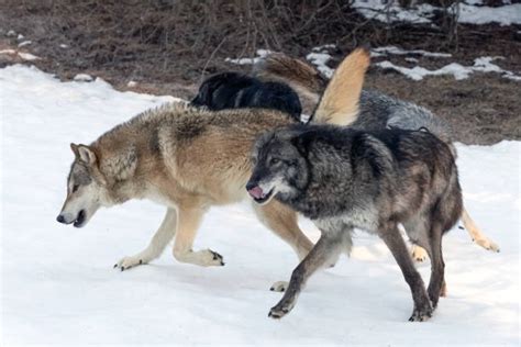 Arctic Wolf Pack Hunting