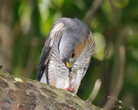 Do Hawks Eat Blue Jays A Closer Look At Bird Predation