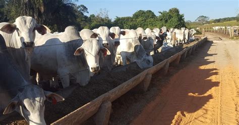 Como Construir E Gerenciar O Cocho Para Gado De Corte Carnes Nelore